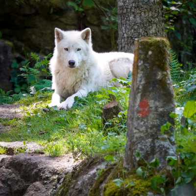 Home - Visitvaldaran.com - Valle de Arán - Estación de esquí Baqueira ...